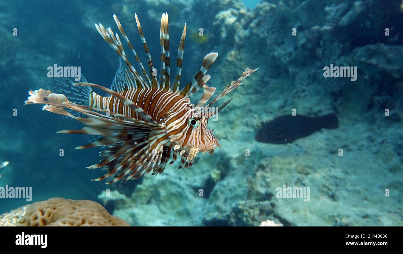Lion Fish in the Red Sea. Lion Fish in the Red Sea in clear blue water ...