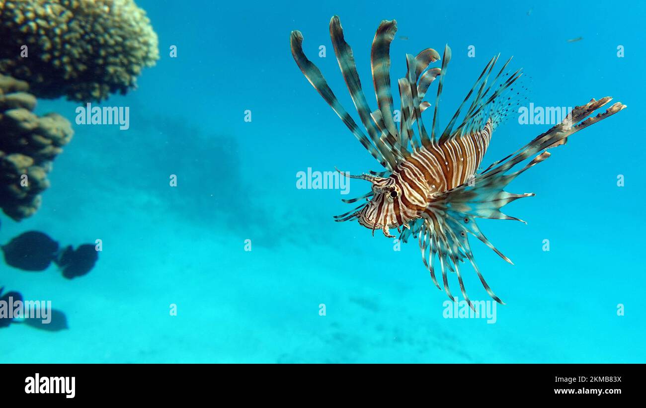 Lion Fish in the Red Sea. Lion Fish in the Red Sea in clear blue water ...