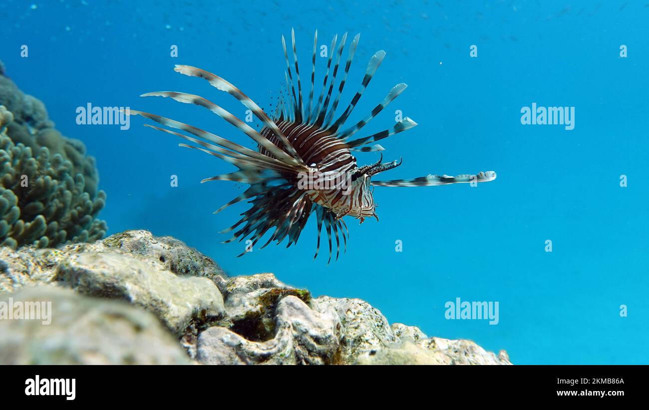 Lion Fish in the Red Sea. Lion Fish in the Red Sea in clear blue water ...
