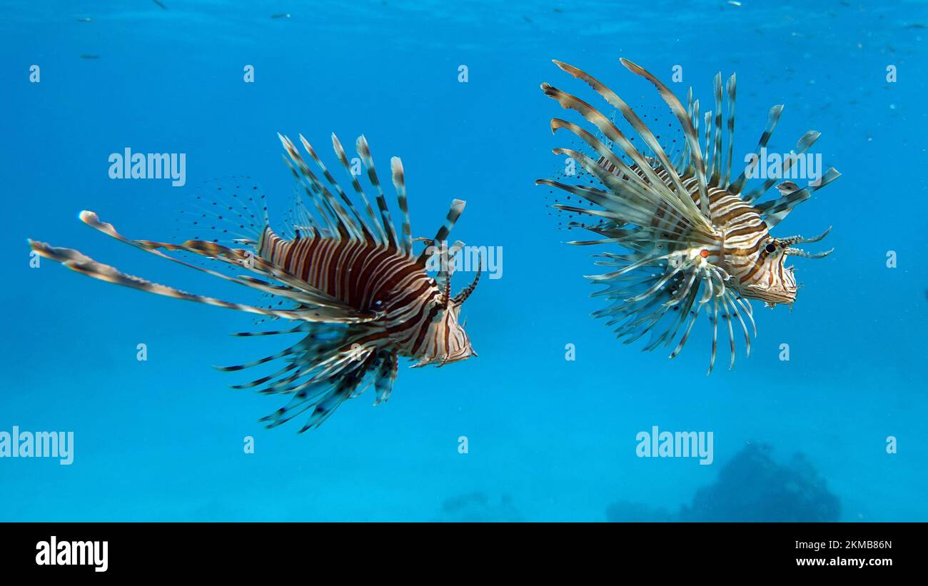 Lion Fish in the Red Sea. Lion Fish in the Red Sea in clear blue water ...