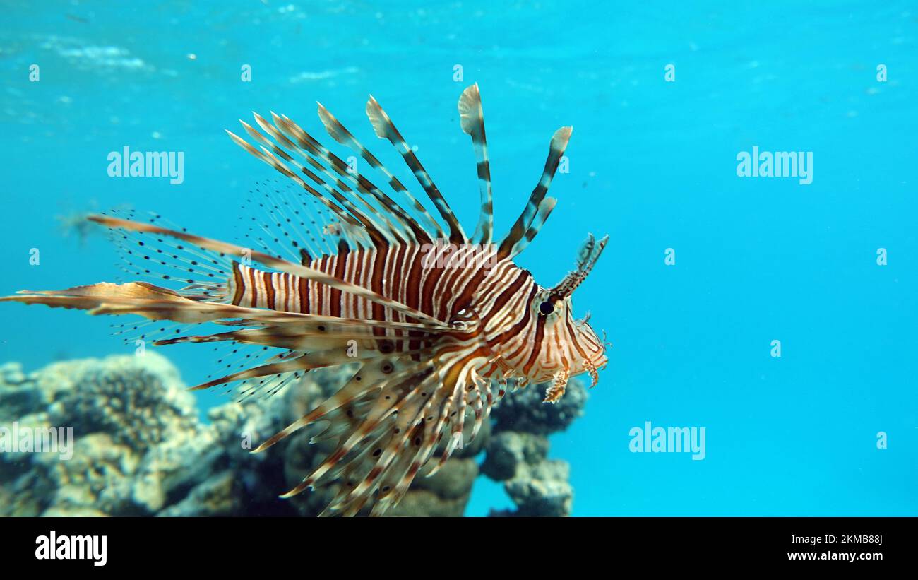 Lion Fish in the Red Sea. Lion Fish in the Red Sea in clear blue water ...
