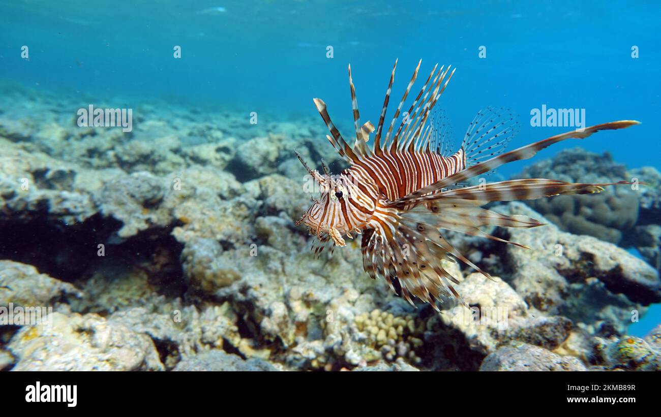 Lion Fish in the Red Sea. Lion Fish in the Red Sea in clear blue water ...