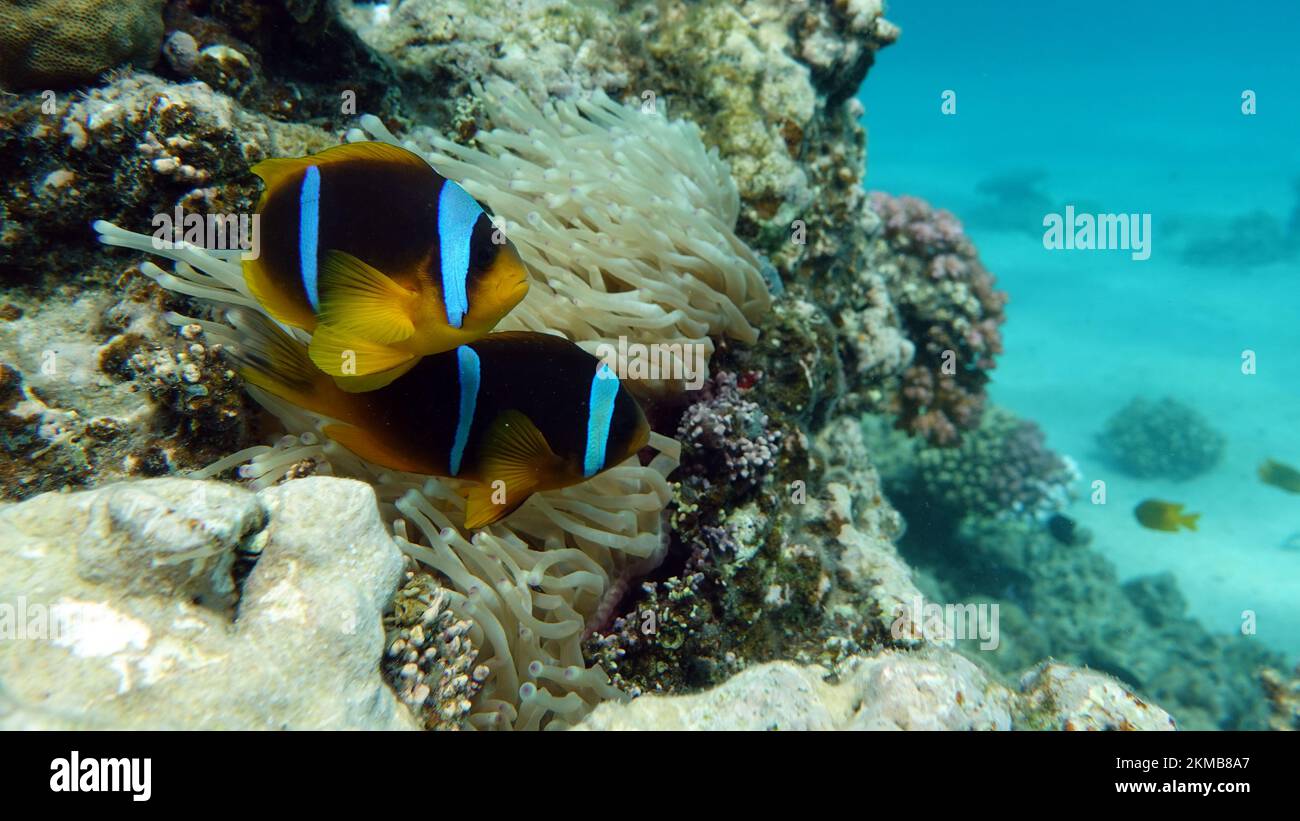 Clown fish amphiprion (Amphiprioninae). Red sea clown fish. Nemo Stock ...
