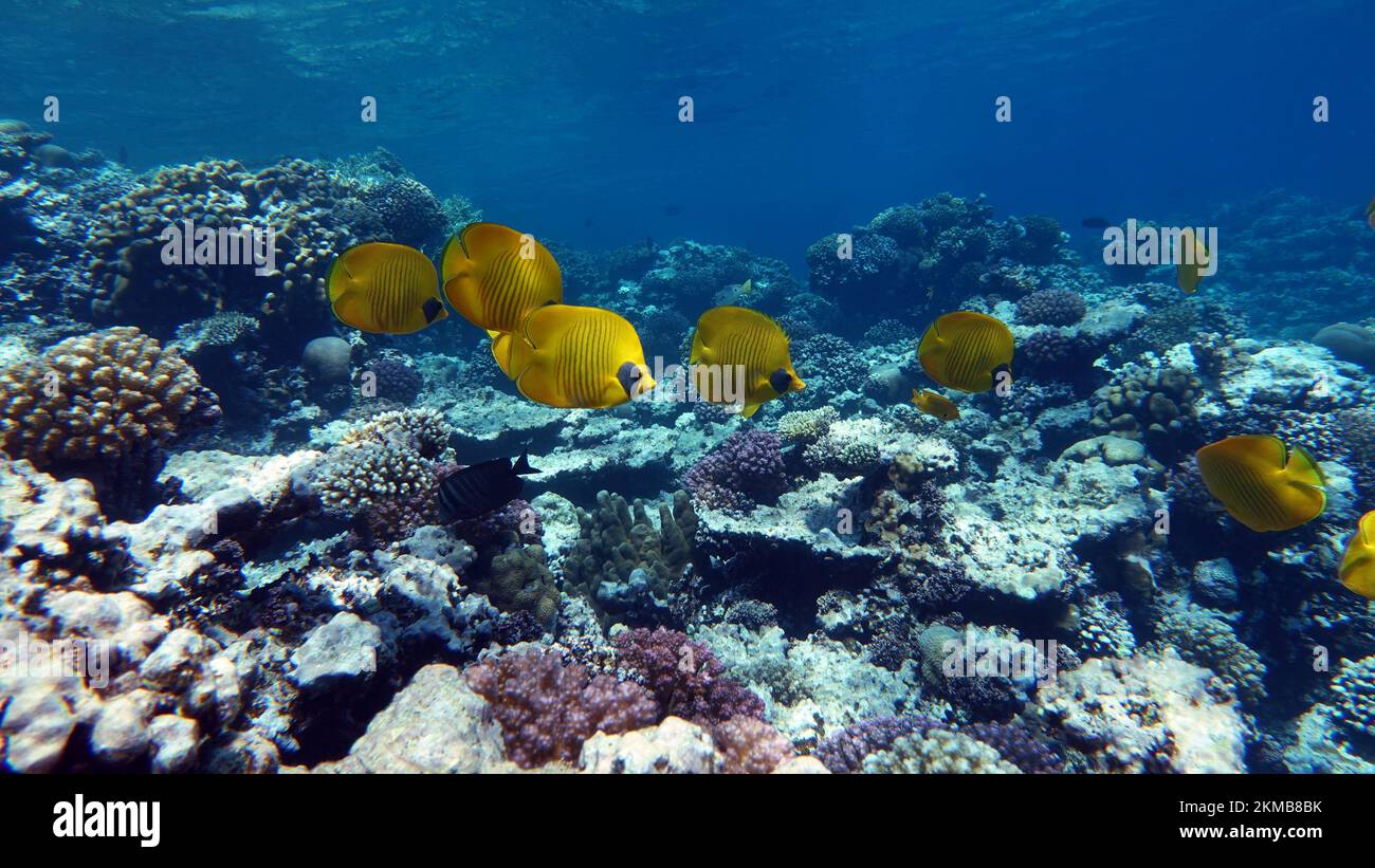 Masked butterflyfish. Fish - a type of bone fish Osteichthyes ...