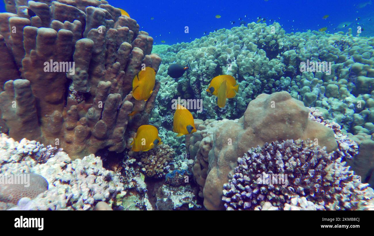 Masked butterflyfish. Fish - a type of bone fish Osteichthyes ...