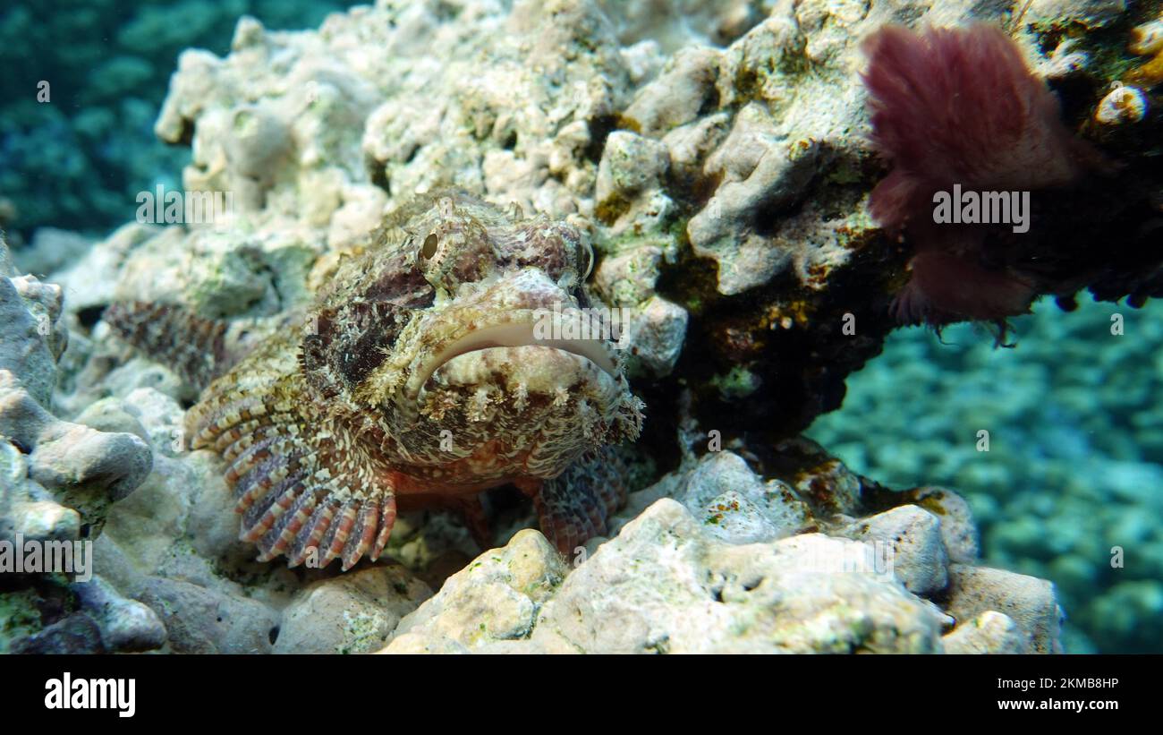 Scorpionfish, Fish - type bone fish Osteichthyes, Scorpaenidae ...