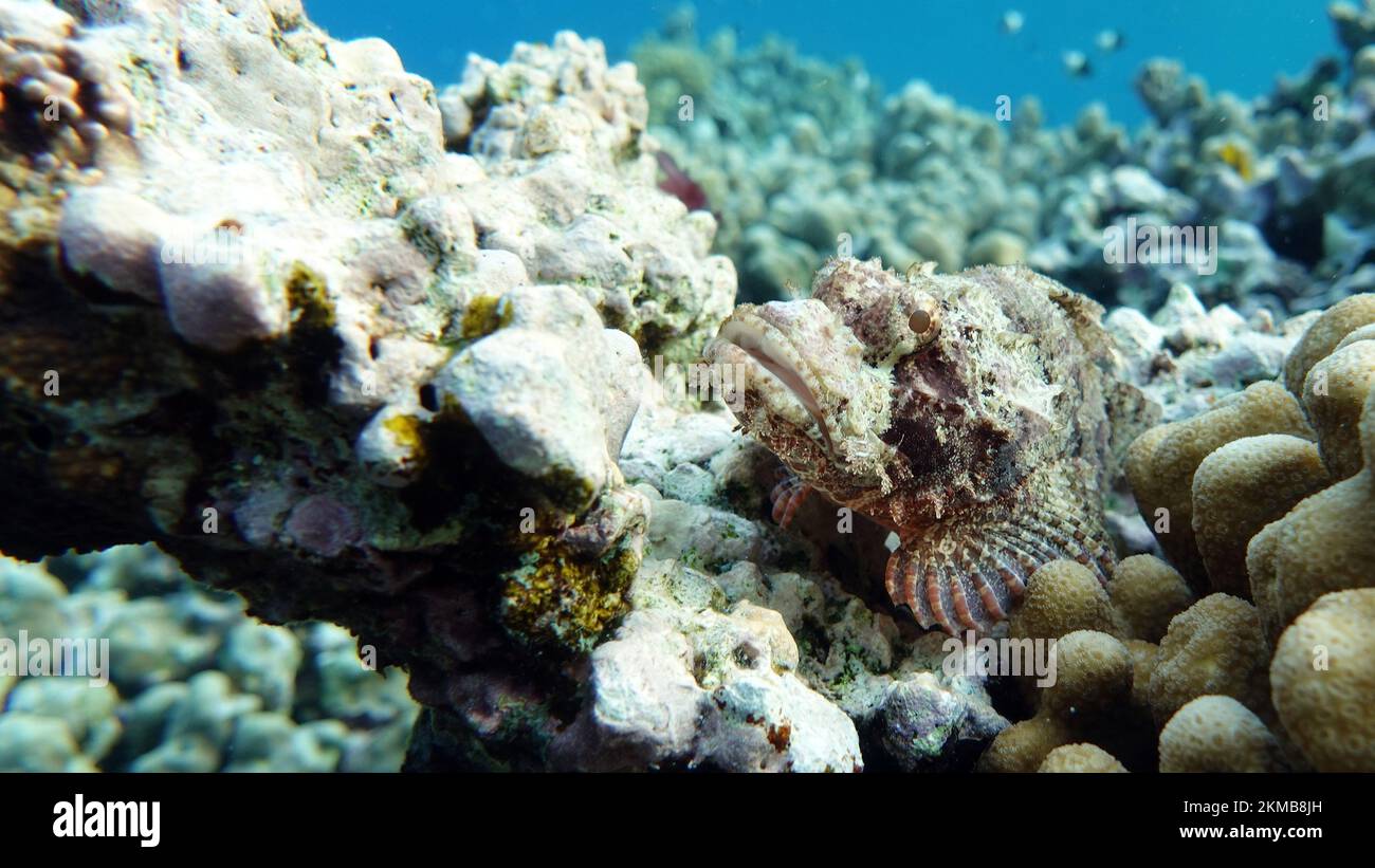 Scorpionfish, Fish - type bone fish Osteichthyes, Scorpaenidae ...