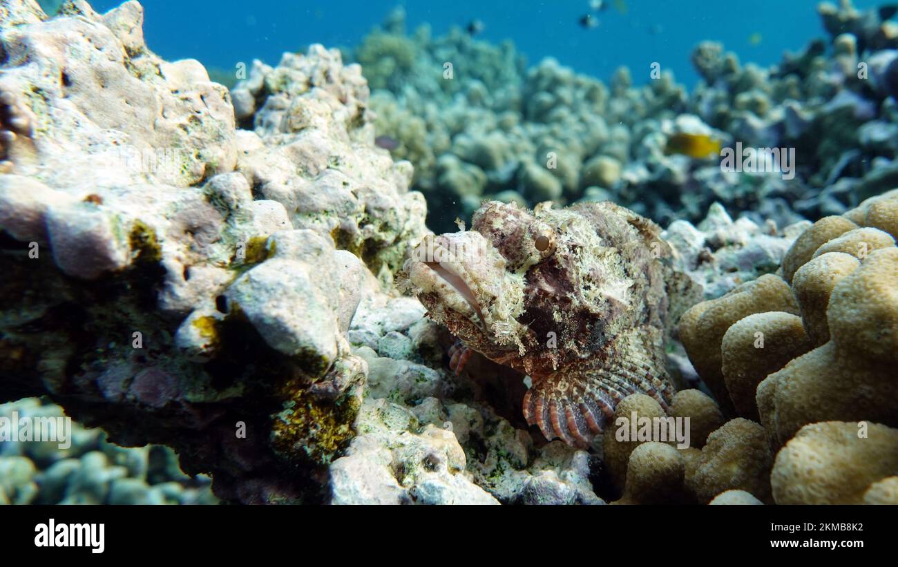 Scorpionfish, Fish - type bone fish Osteichthyes, Scorpaenidae ...