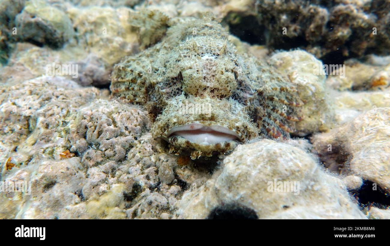 Scorpionfish, Fish - type bone fish Osteichthyes, Scorpaenidae ...