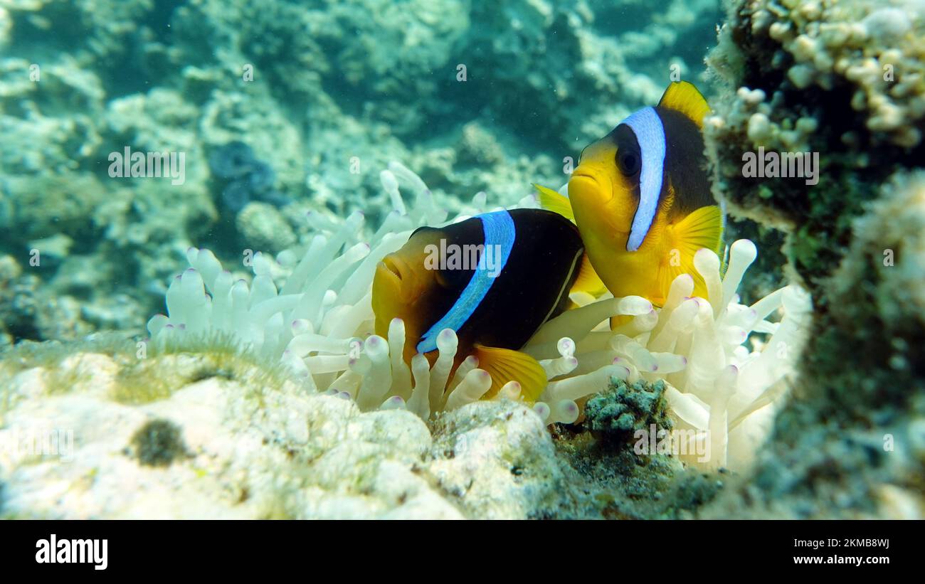Clown fish amphiprion (Amphiprioninae). Red sea clown fish. Nemo Stock ...
