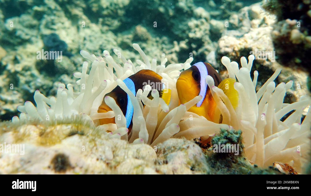 Clown fish amphiprion (Amphiprioninae). Red sea clown fish. Nemo Stock ...