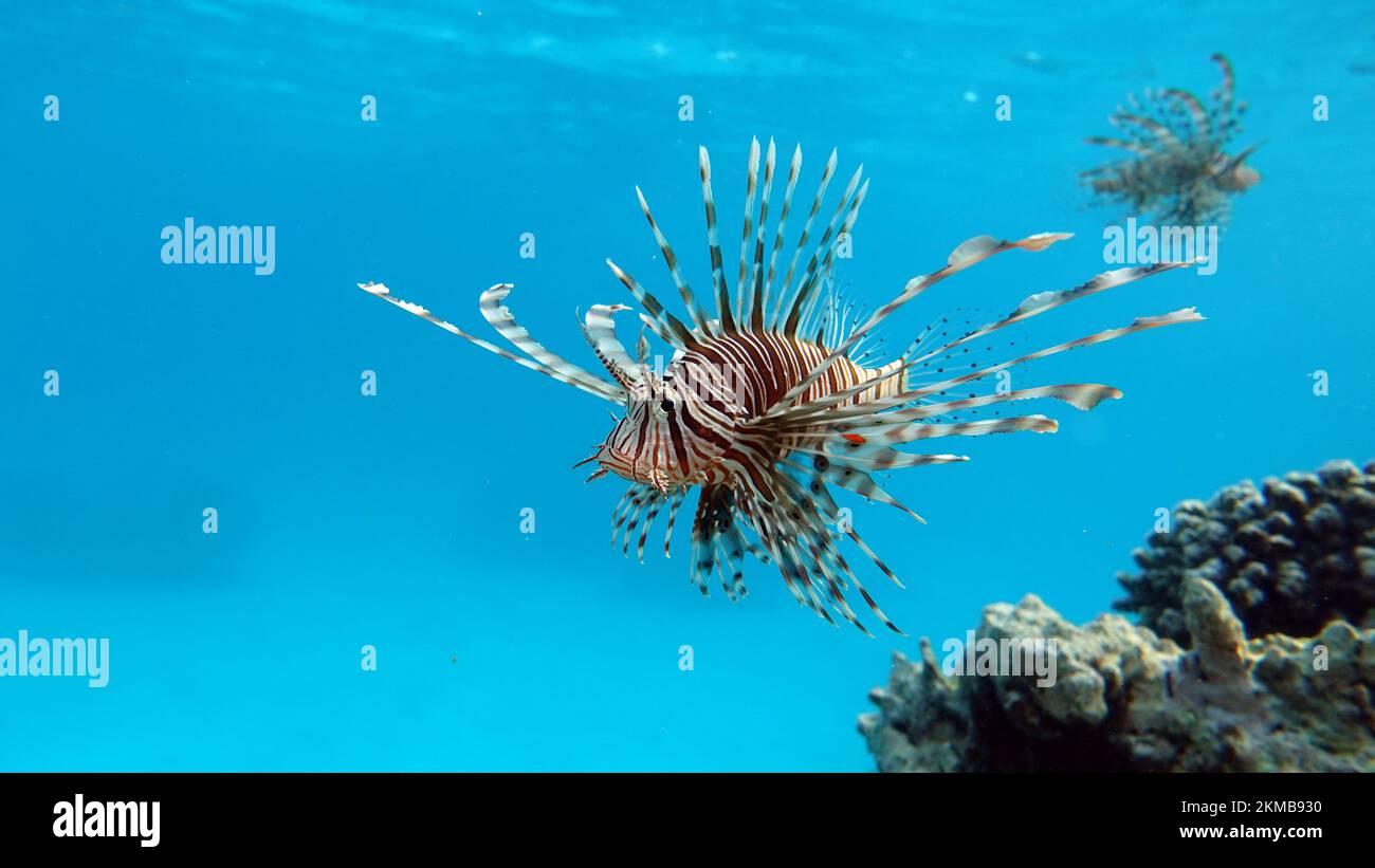 Lion Fish in the Red Sea. Lion Fish in the Red Sea in clear blue water ...