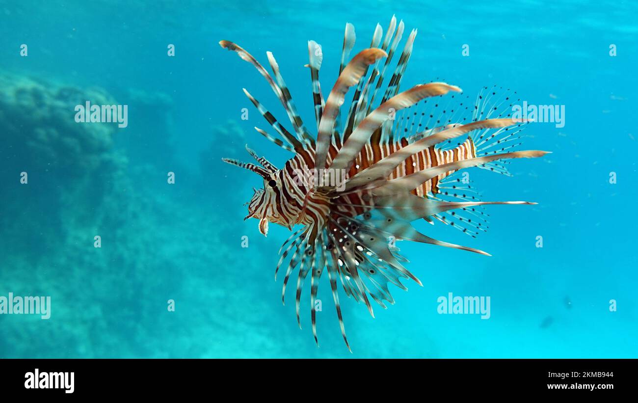 Lion Fish in the Red Sea. Lion Fish in the Red Sea in clear blue water ...