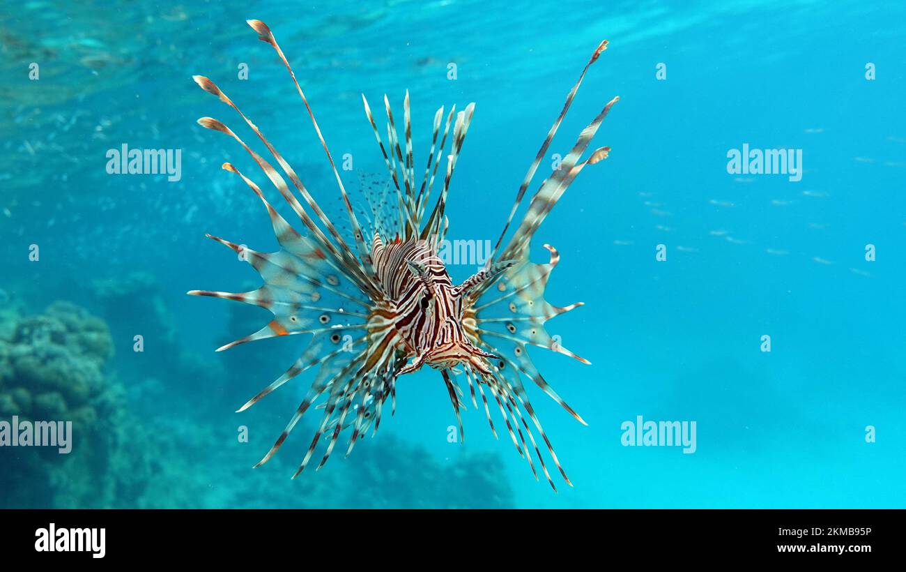 Lion Fish in the Red Sea. Lion Fish in the Red Sea in clear blue water ...