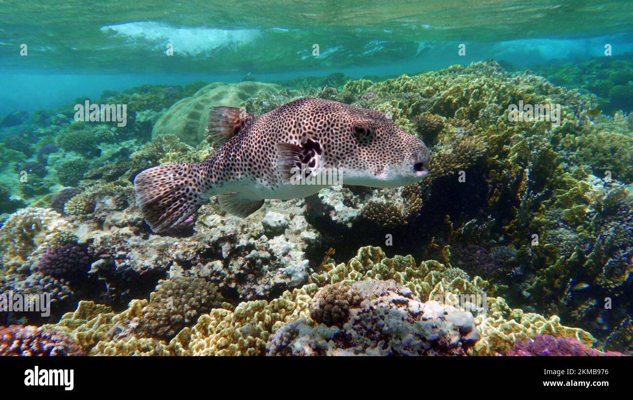 Arothron stellatus - Star puffer - This puffer (or arotron), one of the ...