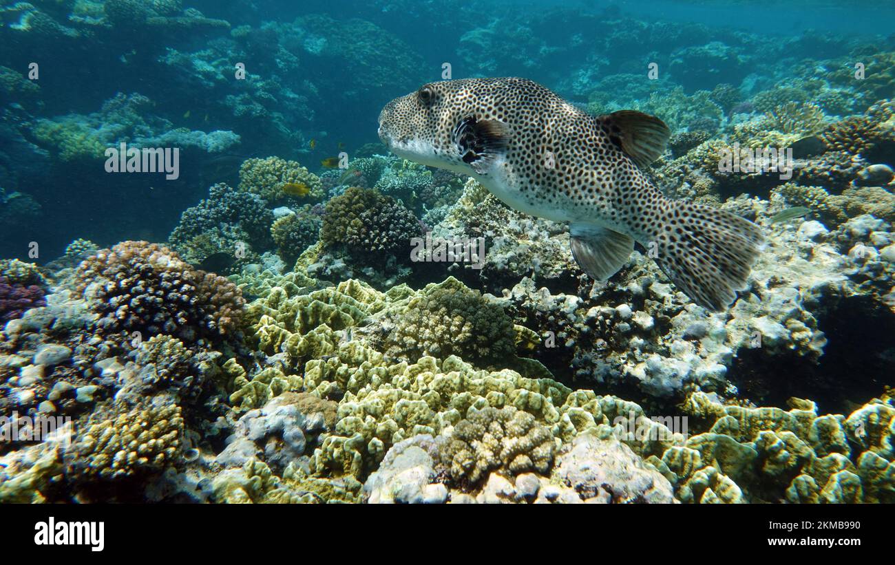 Arothron stellatus - Star puffer - This puffer (or arotron), one of the ...