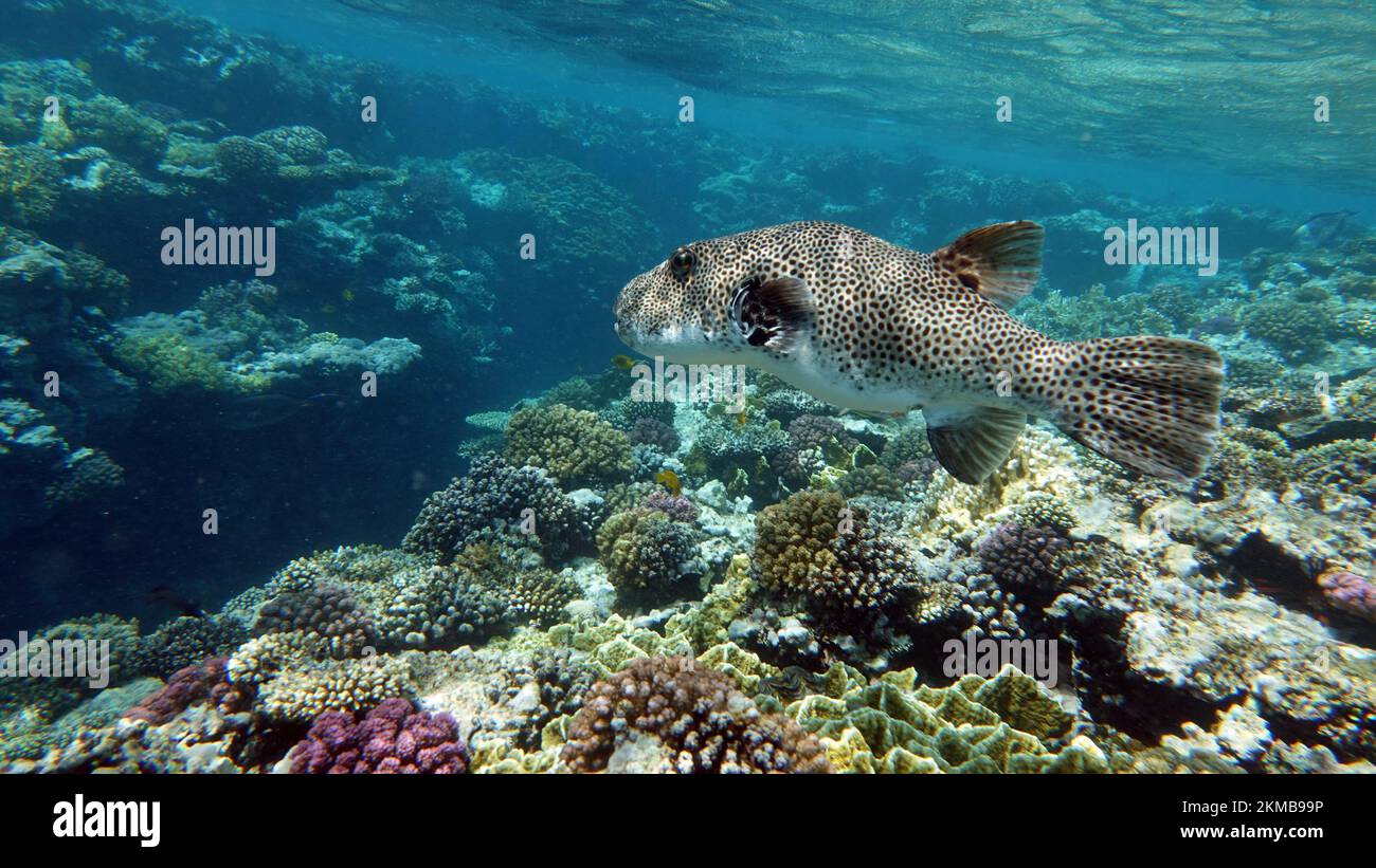 Arothron stellatus - Star puffer - This puffer (or arotron), one of the ...