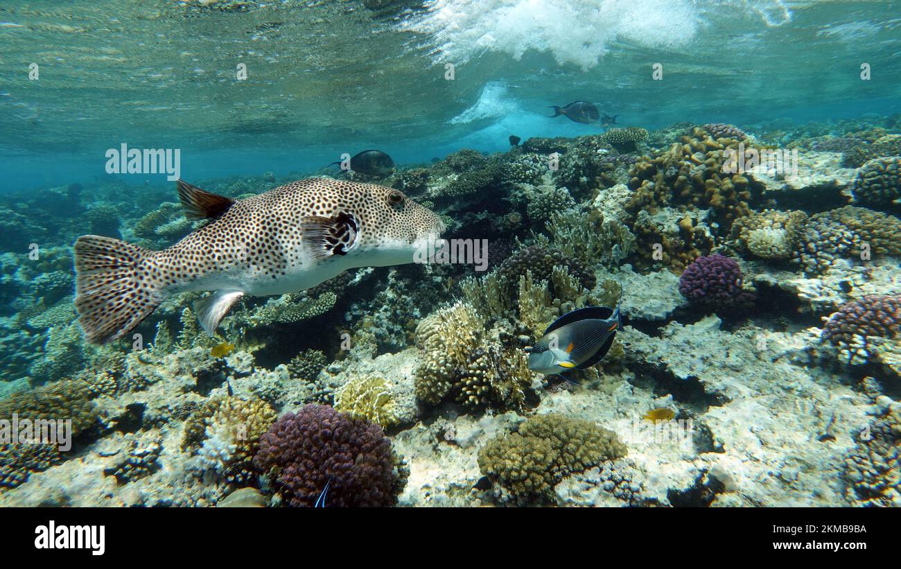 Arothron stellatus - Star puffer - This puffer (or arotron), one of the ...