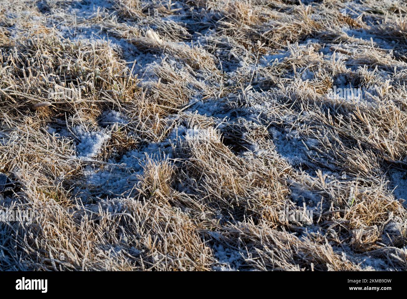grass covered with ice and frost in the winter season, grass freezes ...