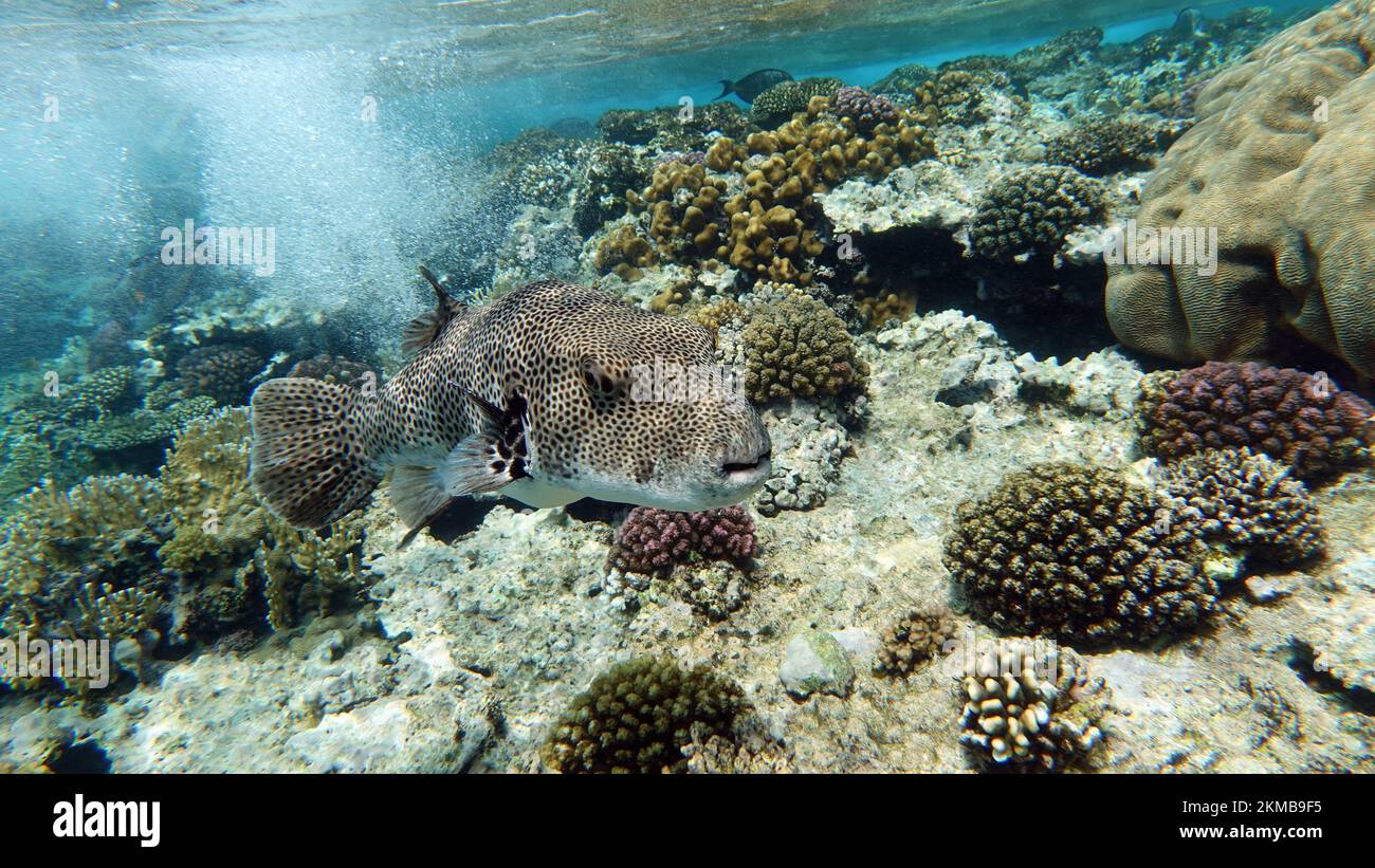 Arothron stellatus - Star puffer - This puffer (or arotron), one of the ...