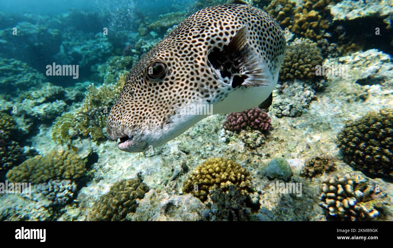 Arothron stellatus - Star puffer - This puffer (or arotron), one of the ...