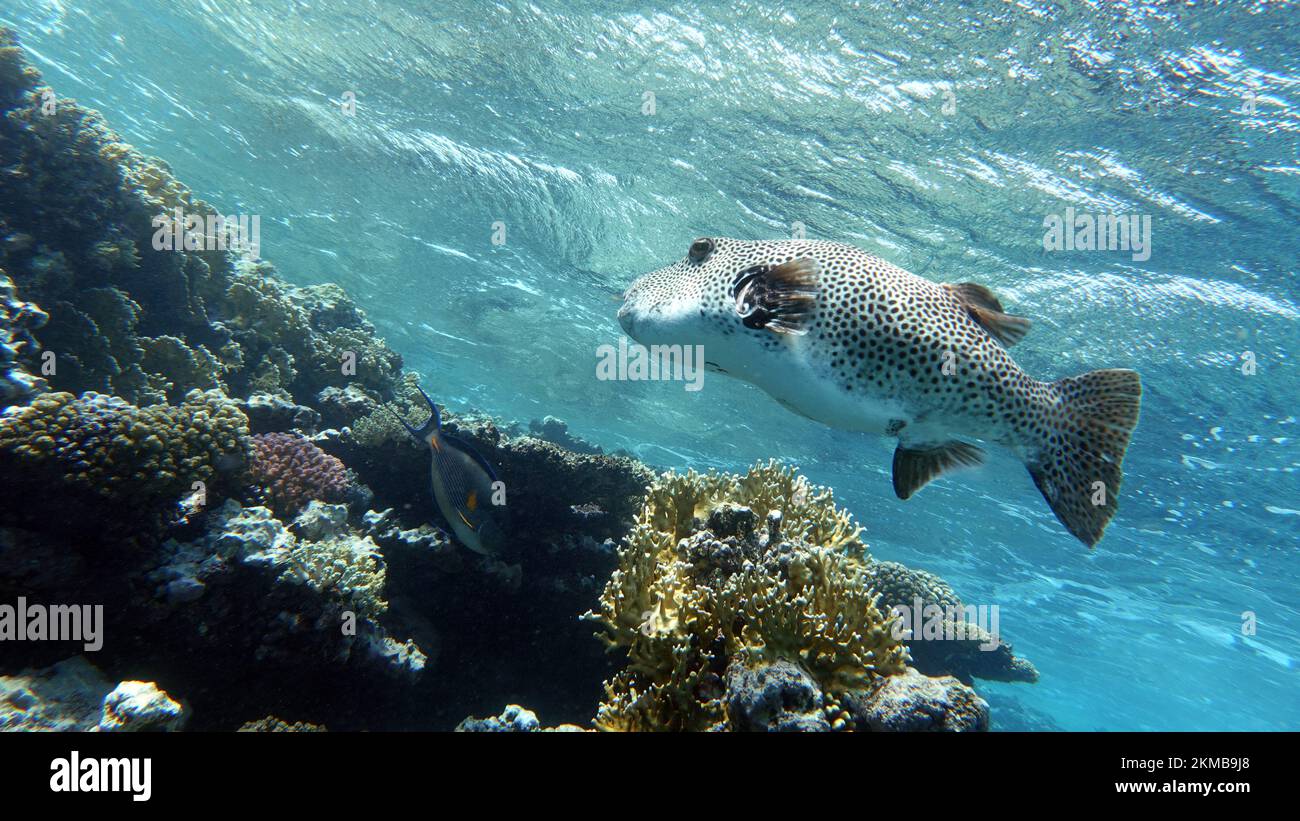 Arothron stellatus - Star puffer - This puffer (or arotron), one of the ...