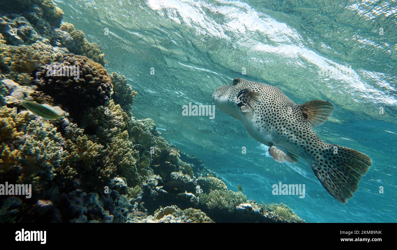 Arothron stellatus - Star puffer - This puffer (or arotron), one of the ...