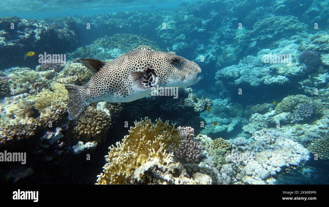 Arothron stellatus - Star puffer - This puffer (or arotron), one of the ...