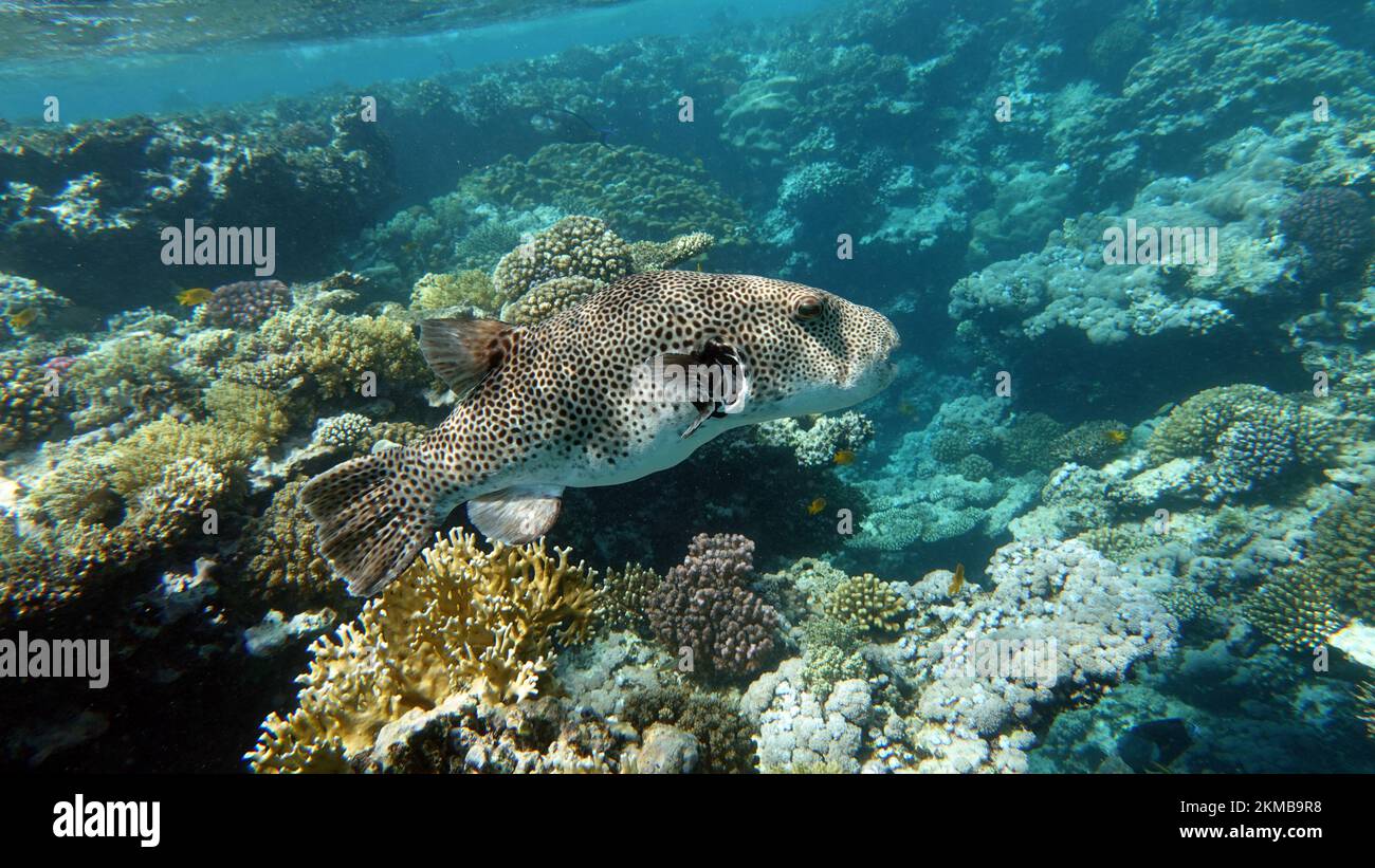 Arothron stellatus - Star puffer - This puffer (or arotron), one of the ...