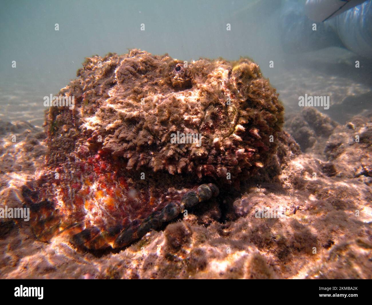 Stone fish - Synanceiidae. Ocean wart - this fish of the family ...
