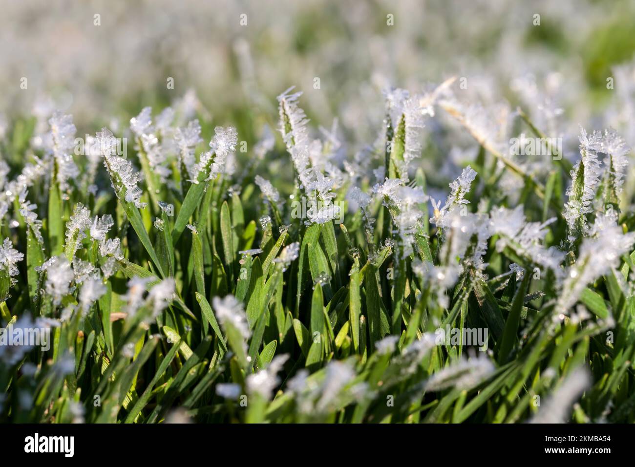 grass covered with ice and frost in the winter season, grass freezes ...