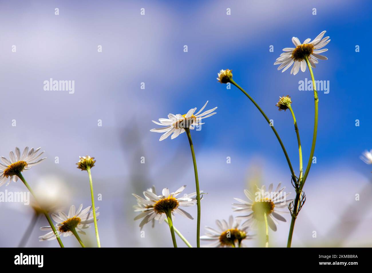 shrubs of white daisies in the summer, white daisies growing in the ...