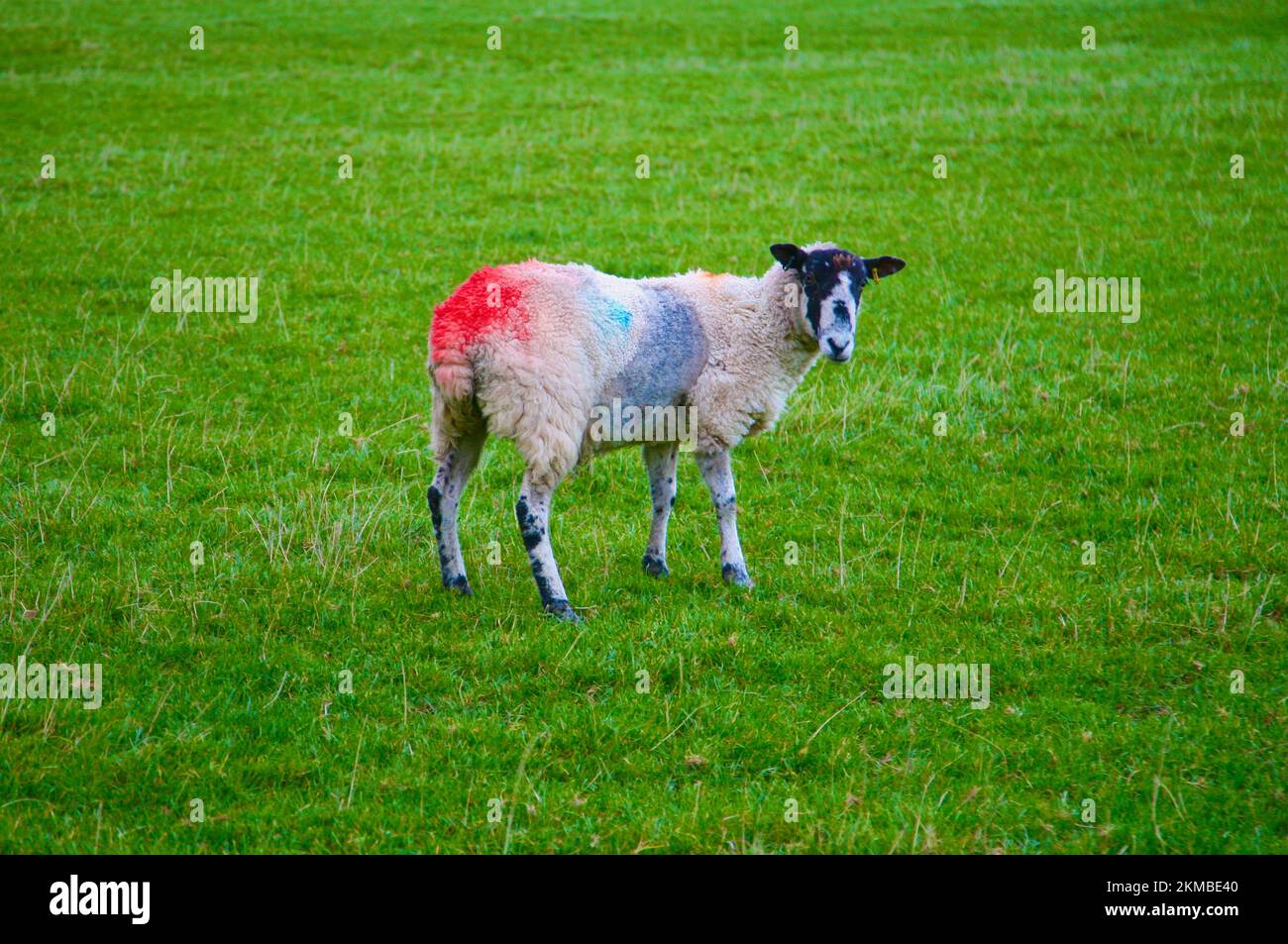 Dolly look alike hi-res stock photography and images - Alamy
