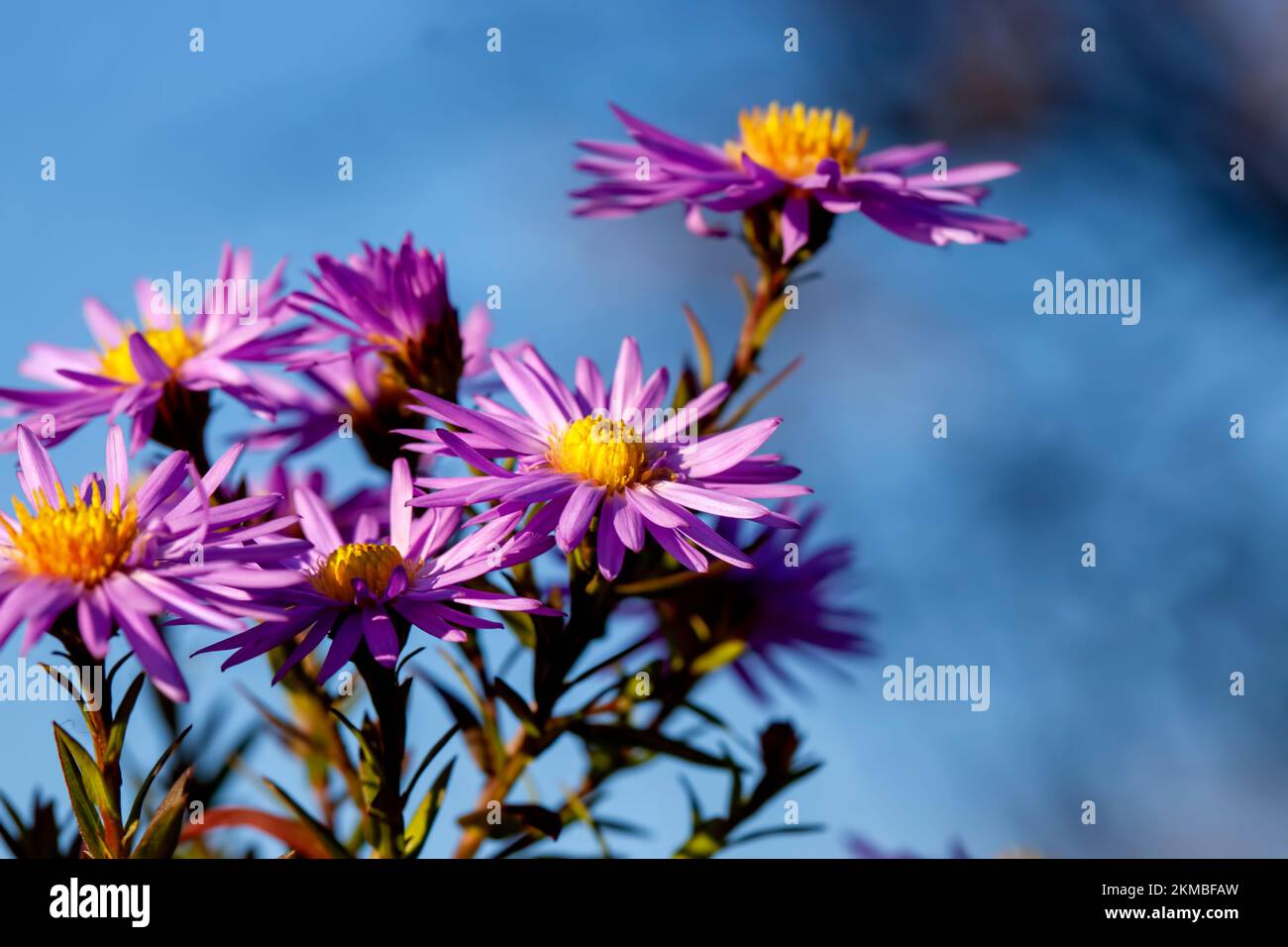 old autumn flowers with damage and other disadvantages, the last ...