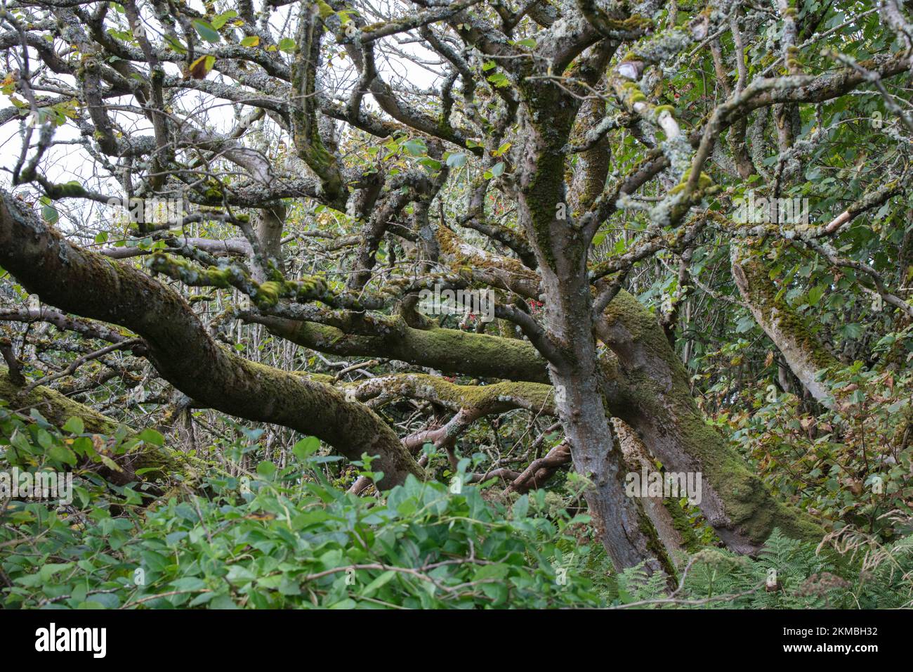 A short circular walk near Orphir on Mainland Orkney Stock Photo - Alamy