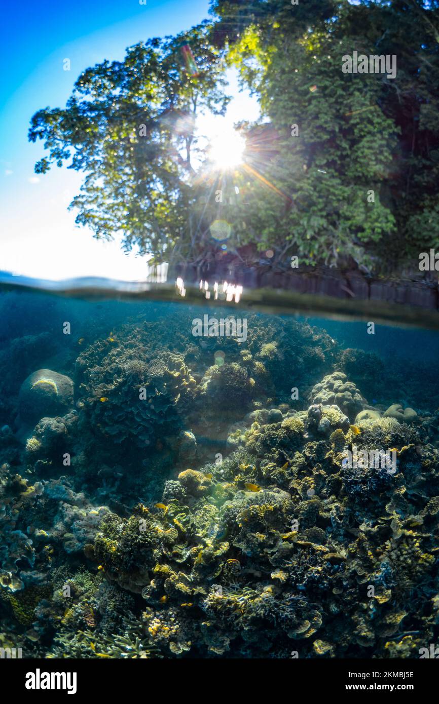 Pristine healthy hard coral garden on shallow coral reef in the Indo ...