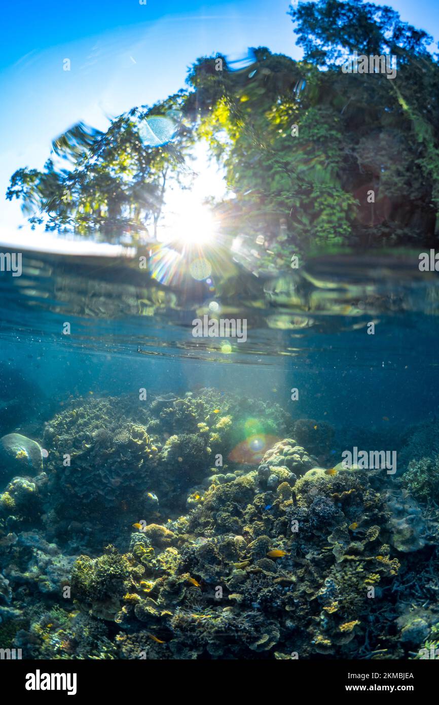 Pristine healthy hard coral garden on shallow coral reef in the Indo ...