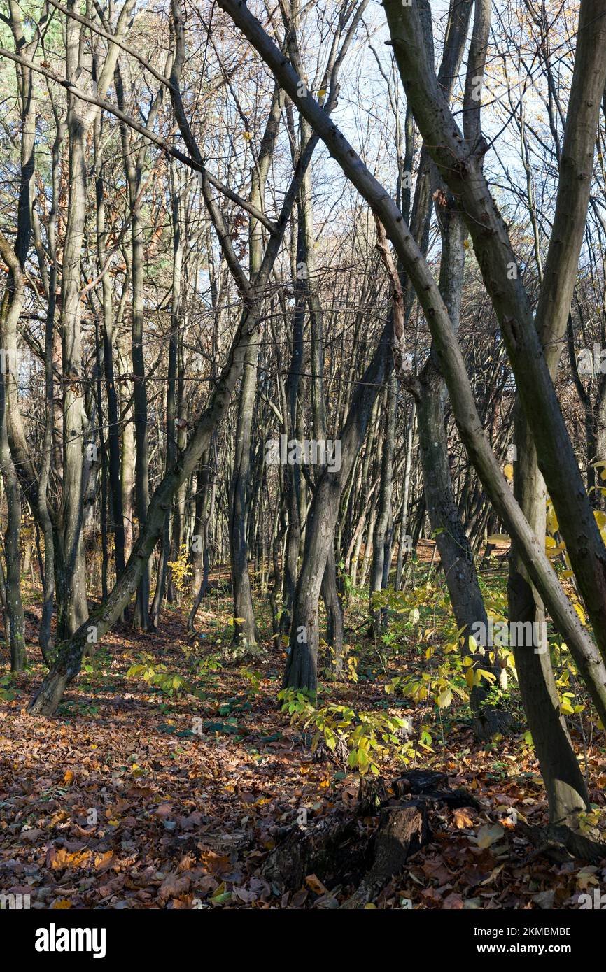 deciduous trees in the autumn season during leaf fall, mixed forest ...