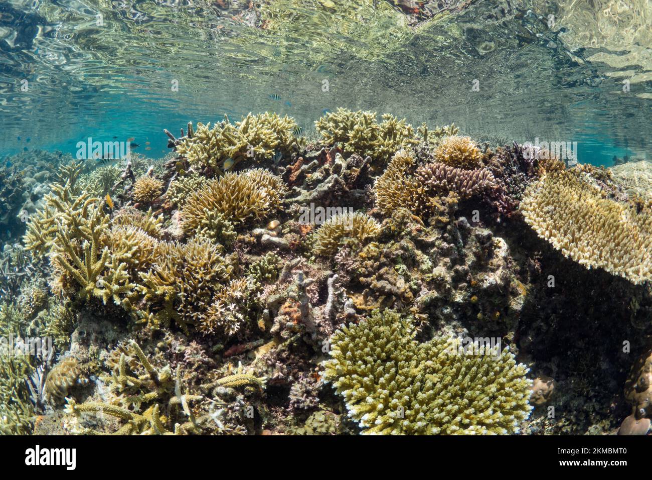 Pristine healthy hard coral garden on shallow coral reef in the Indo ...