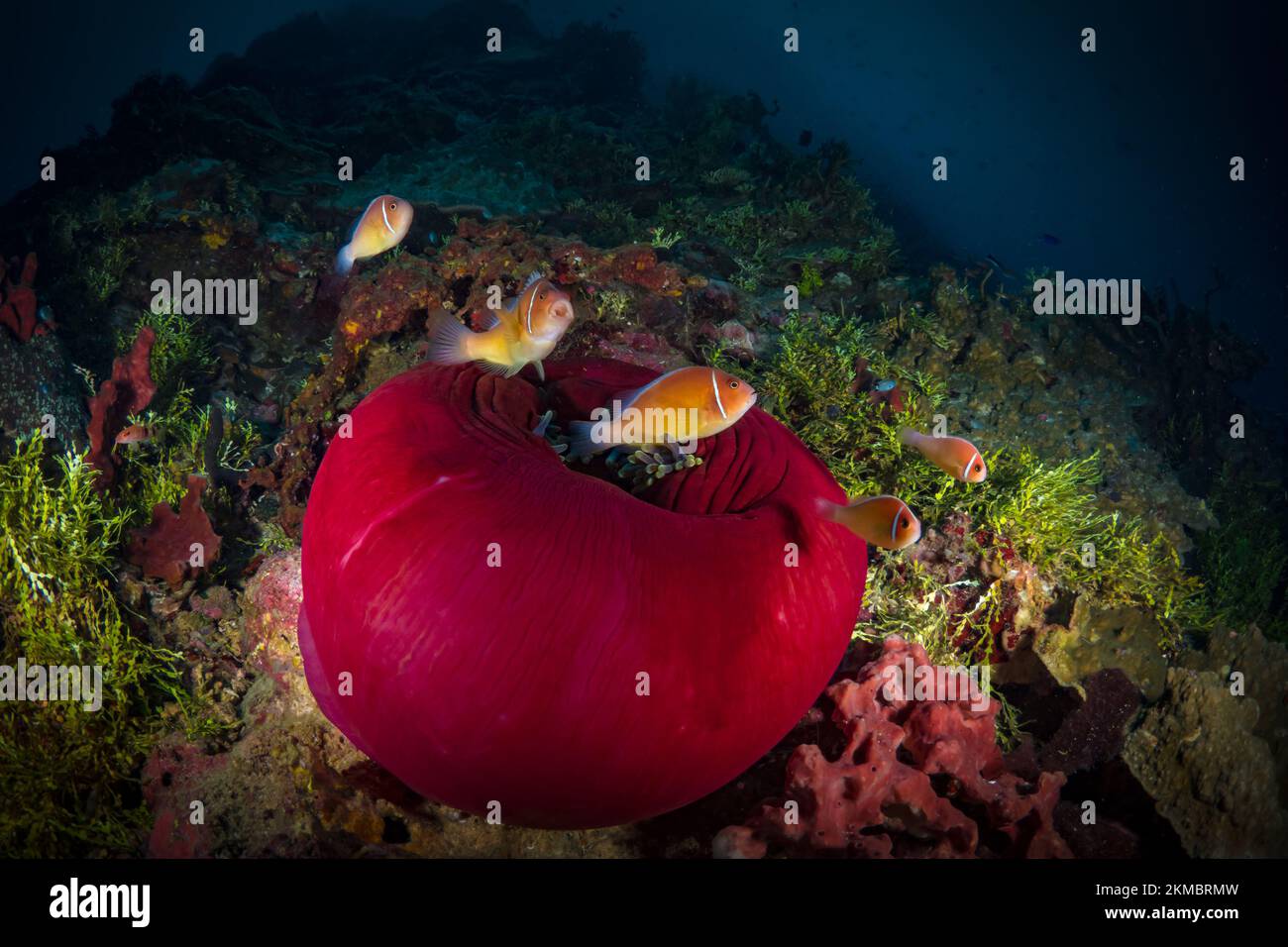 Pink skunk clownfish - swimming above anemone on coral reef Anemonefish ...