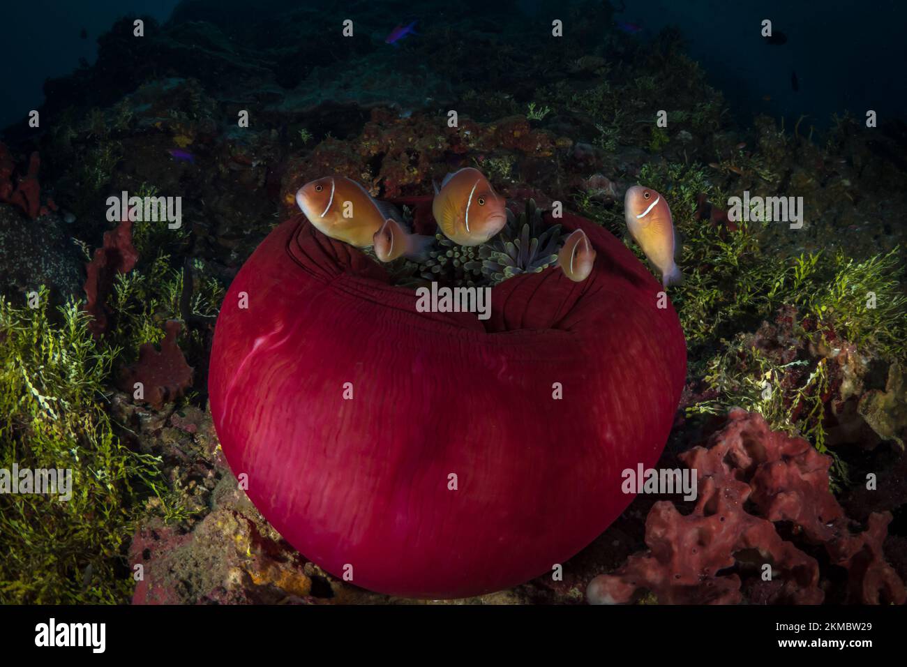 Pink skunk clownfish - swimming above anemone on coral reef Anemonefish ...
