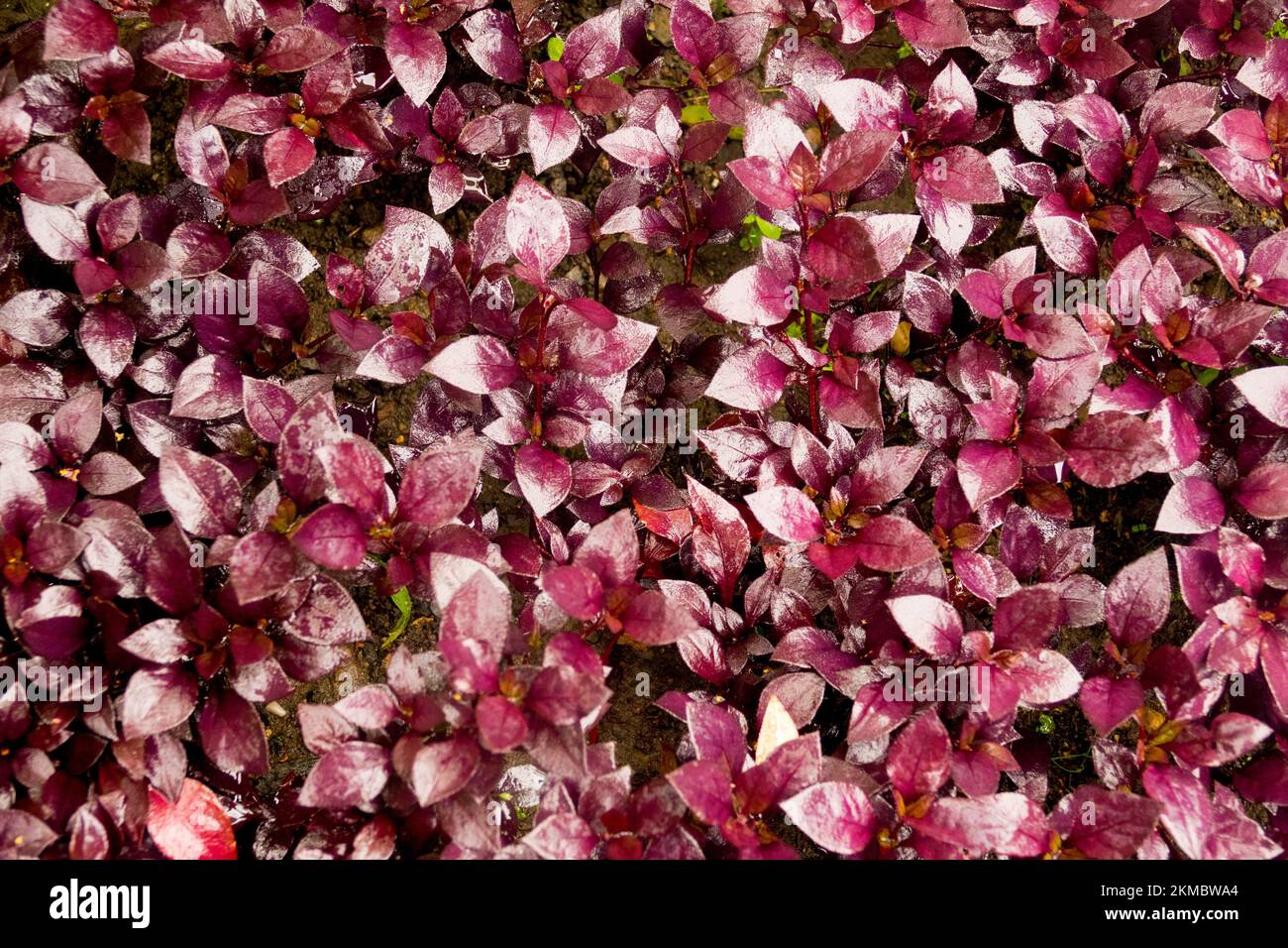 Alternanthera Dentata Purple Knight
