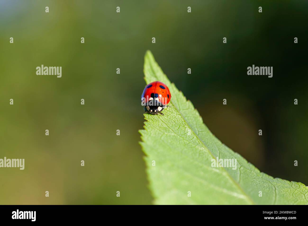 Ladybug with black dots hi-res stock photography and images - Alamy