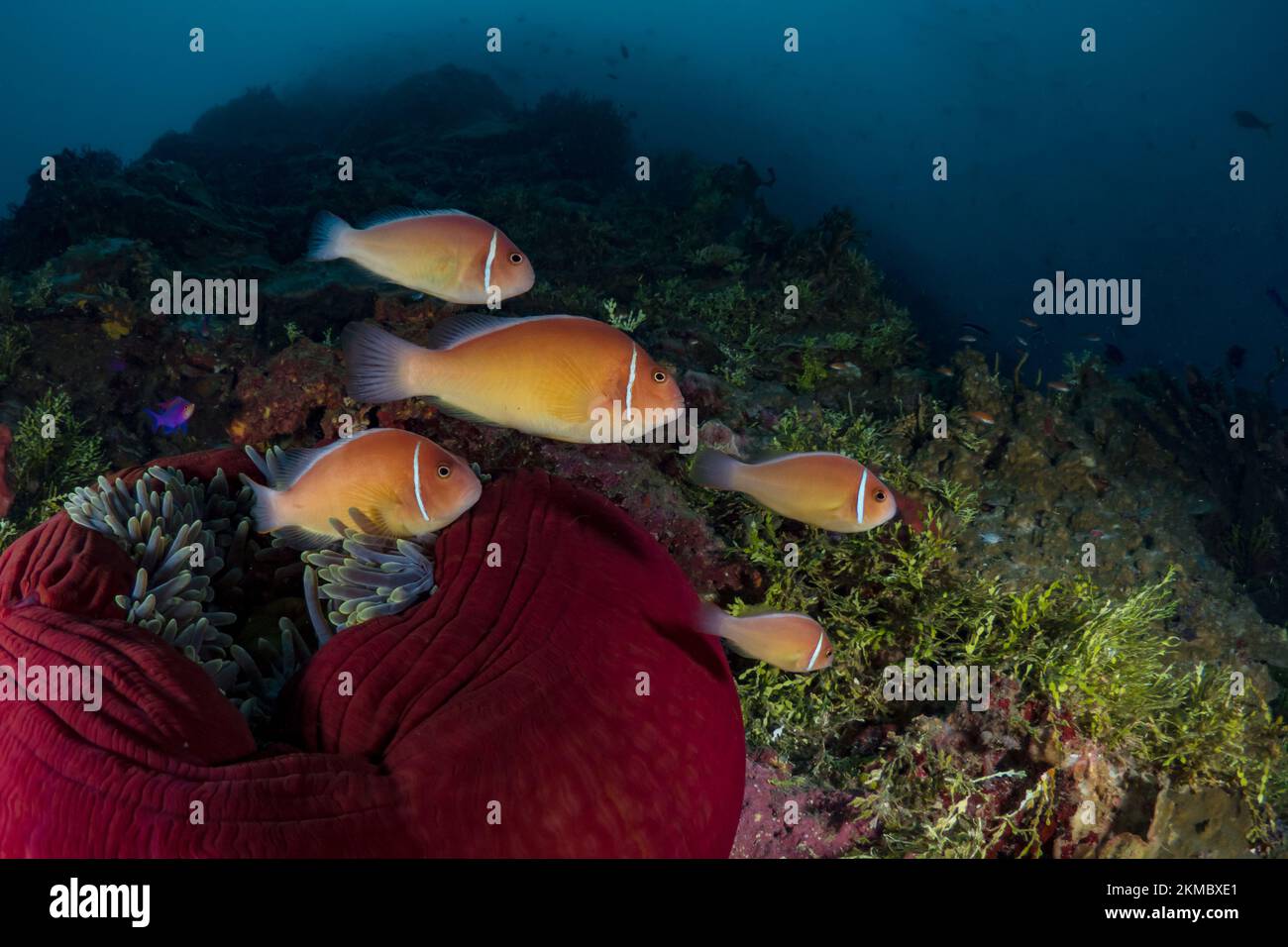 Pink skunk clownfish - swimming above anemone on coral reef Anemonefish ...