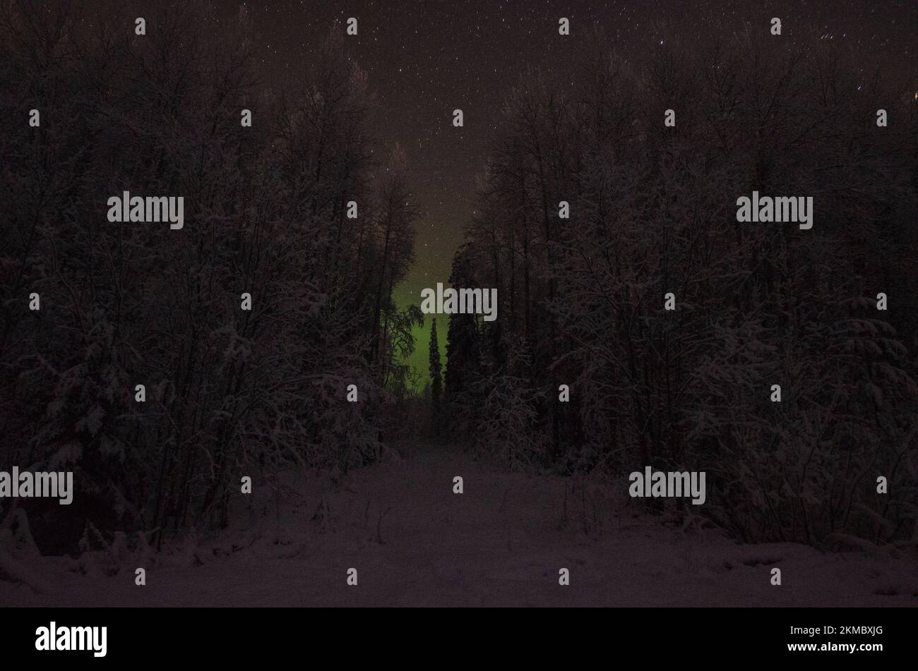Night forest with starry sky. Northern lights among the trees Stock ...