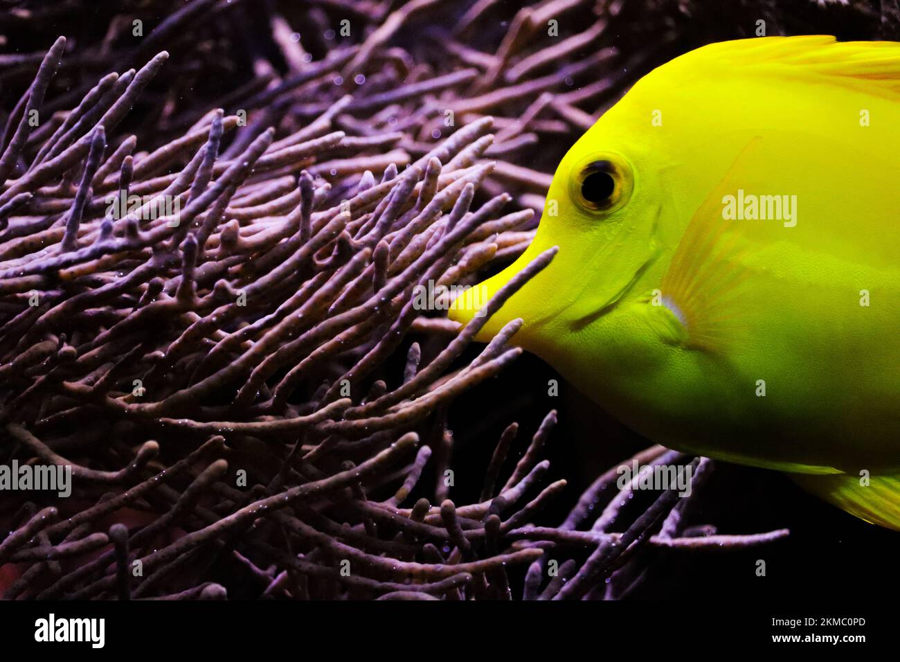 The yellow tang fish with the purple corals background, close-up Stock ...