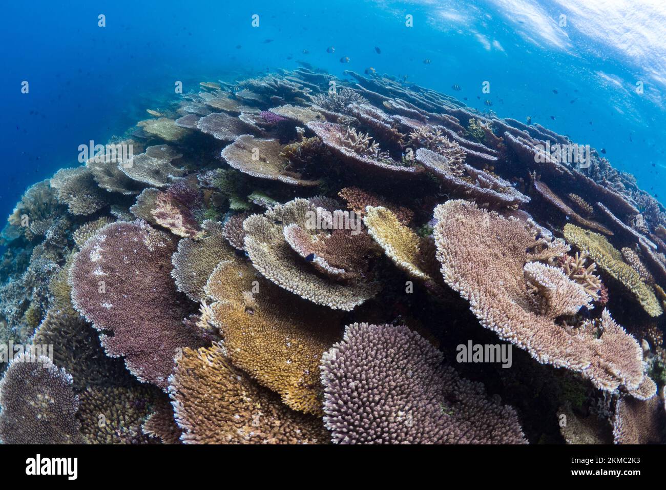 Pristine healthy hard coral garden on shallow coral reef in the Indo ...