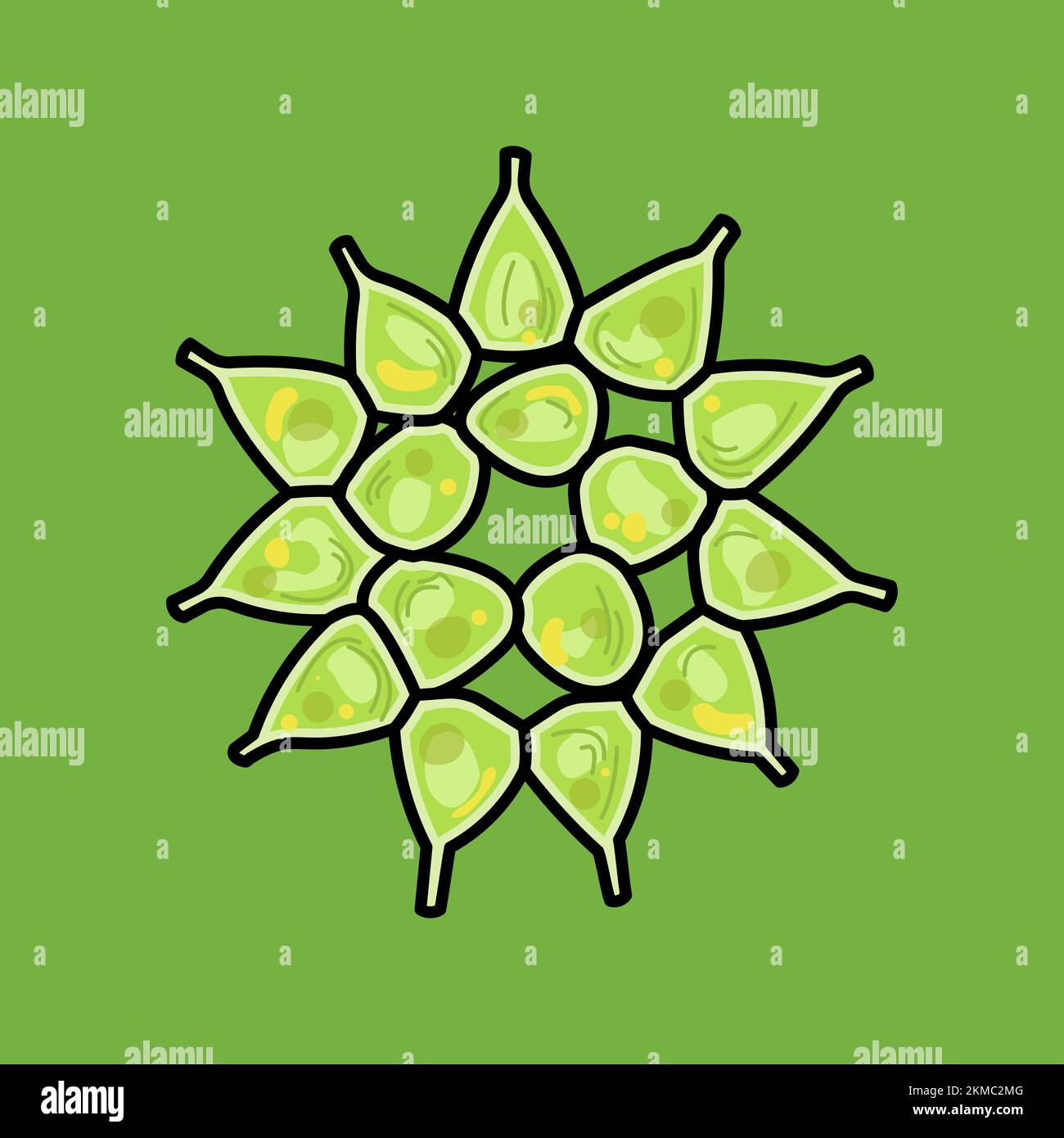 Phytoplankton Clipart