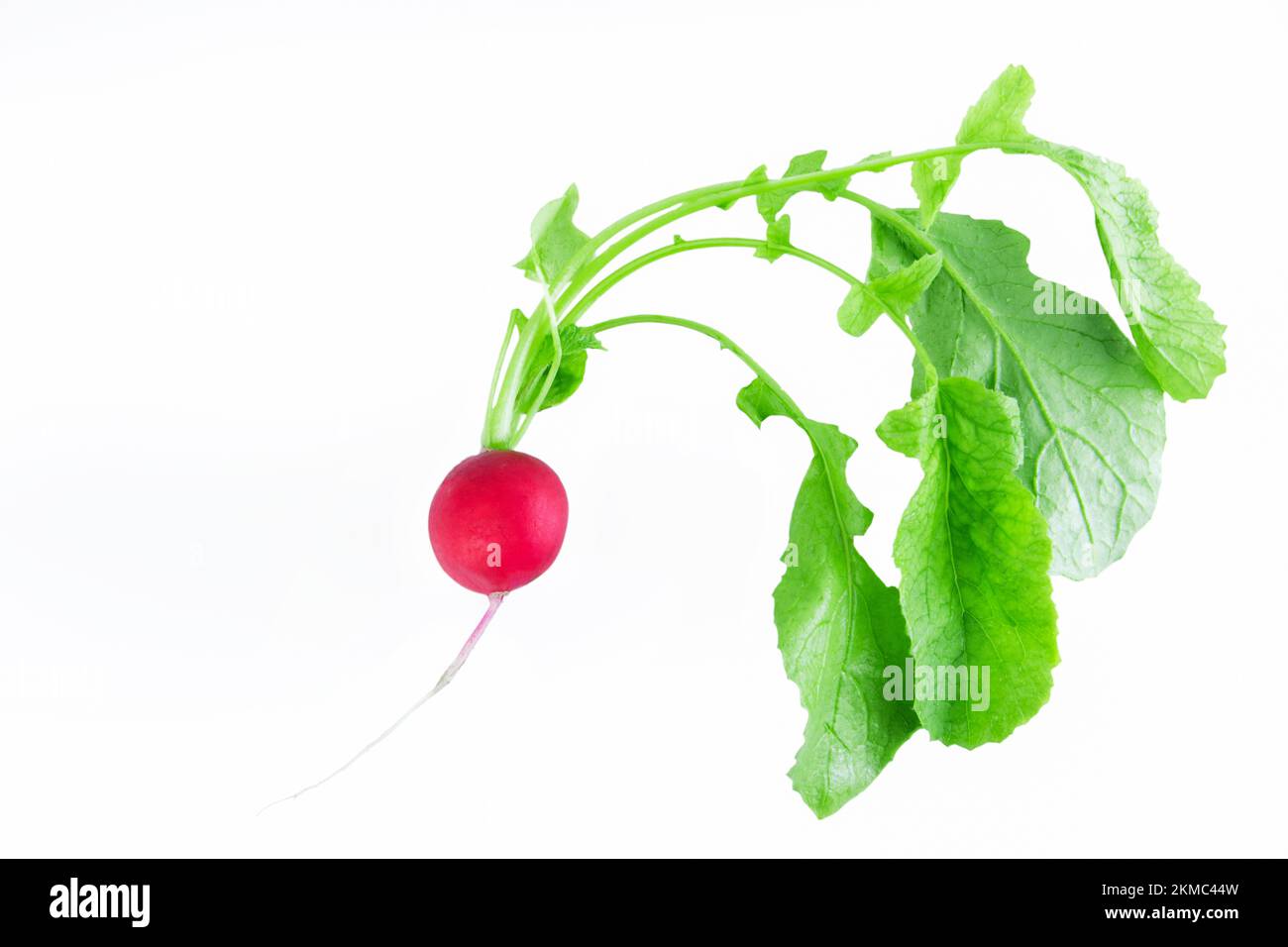 Fresh young radish with leaves isolated on a white background ...