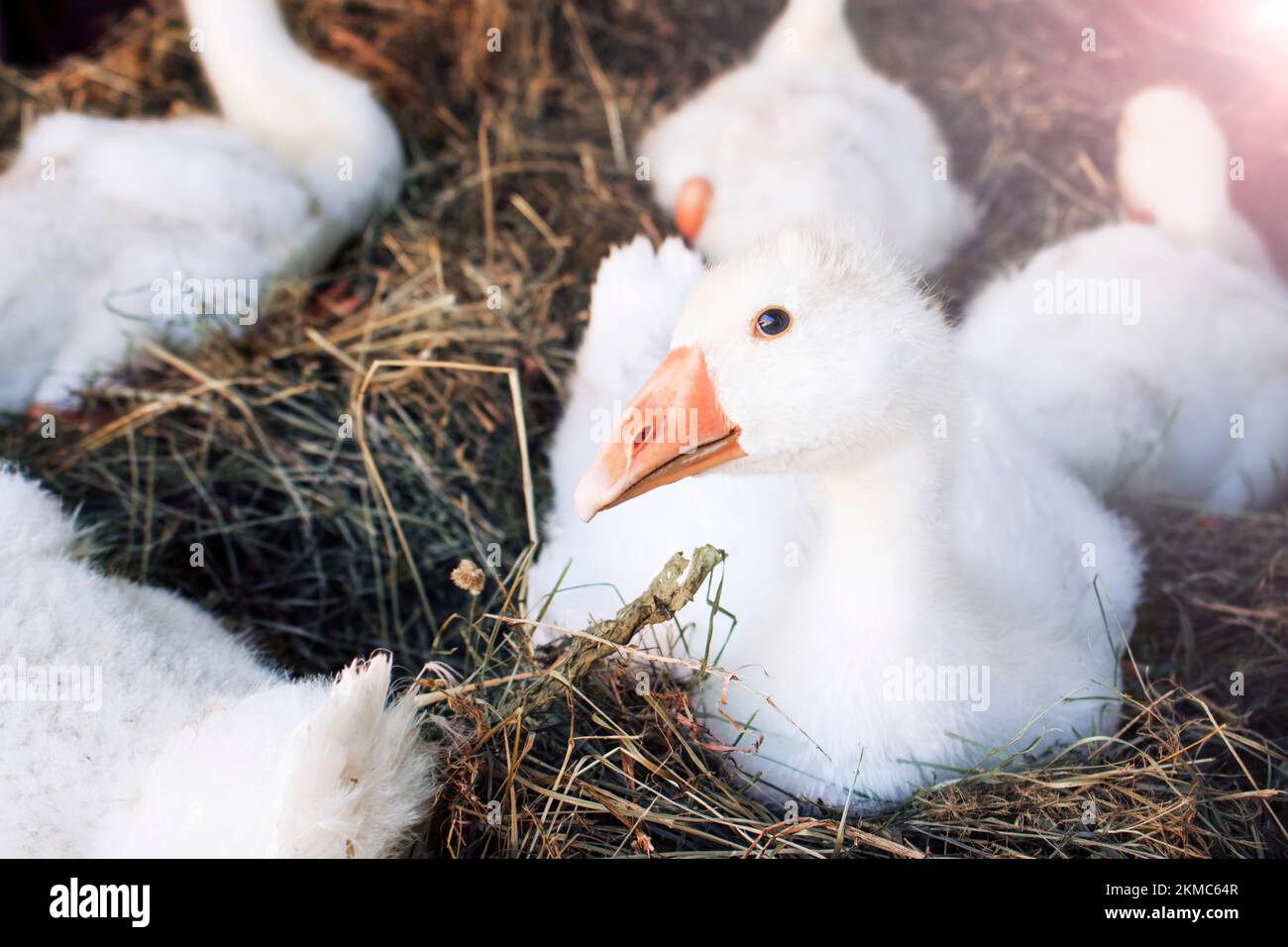 Funny goose hi-res stock photography and images - Alamy
